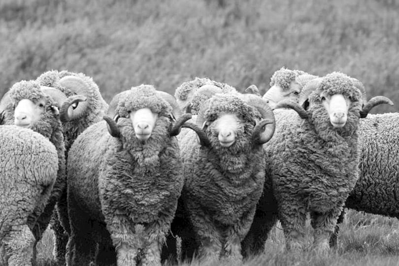 What Is Wool? | Garnet Hill